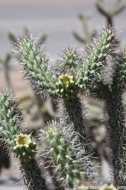 Cholla Cactus - Native Cacti for the Desert Southwest Garden ...