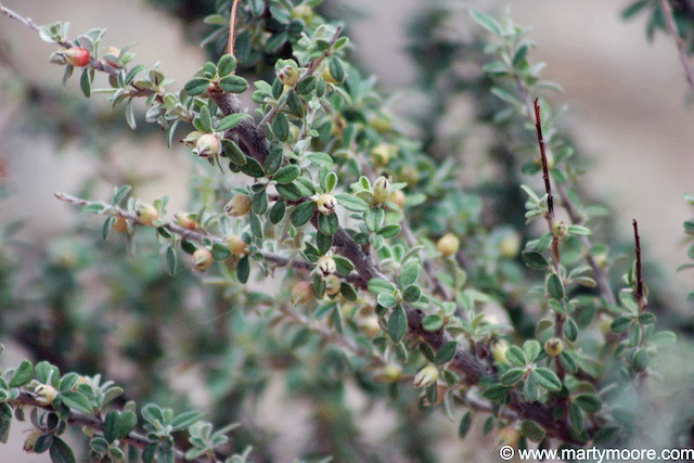 Cotoneaster Plants - Shrubs for the Desert Southwest Garden ...